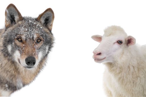 lambs and wolves | Notes From The Winepress