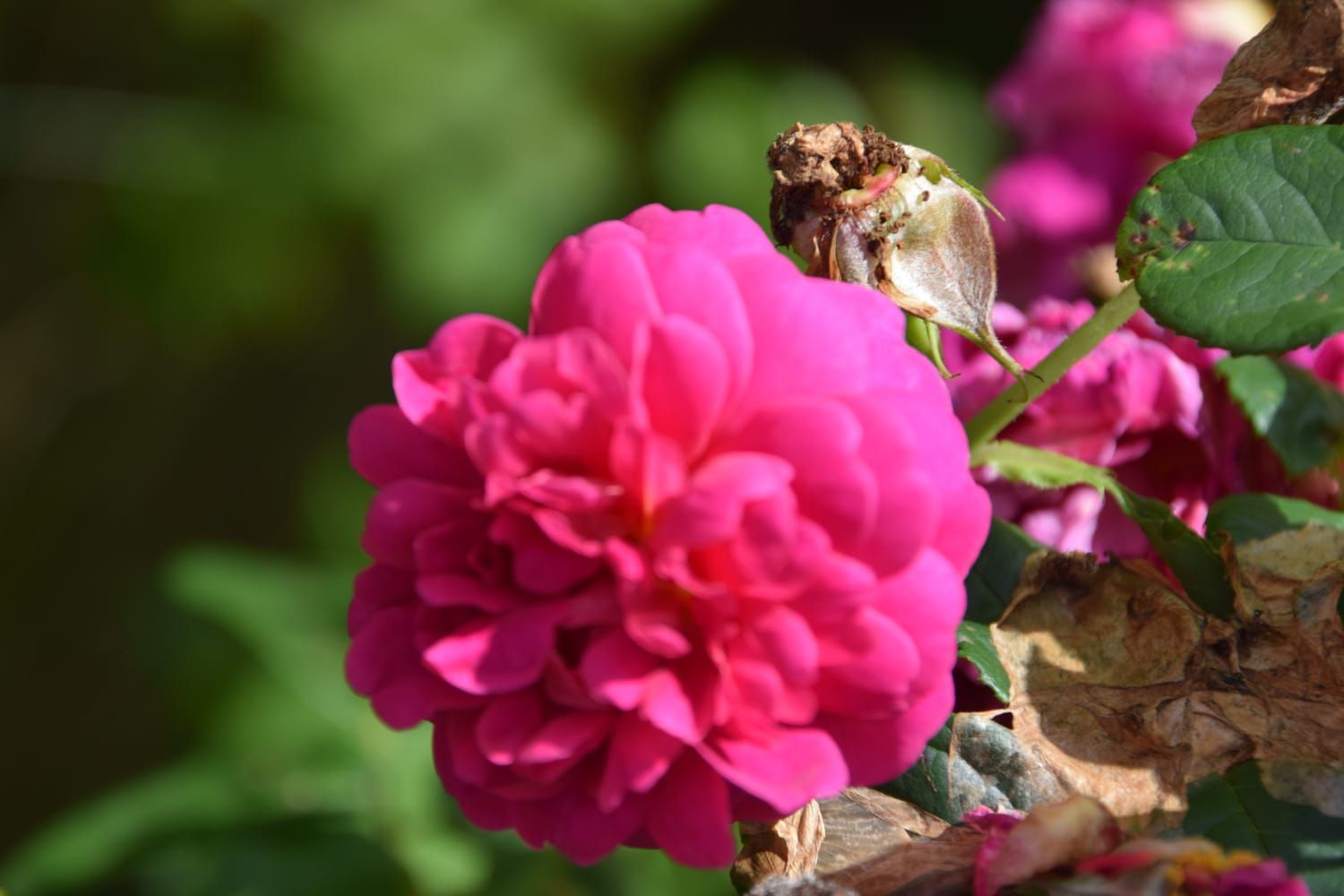 The Rose | Notes From The Winepress