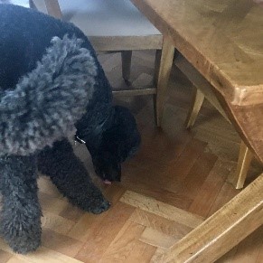 The Crumbs Under the Table | Notes From The Winepress